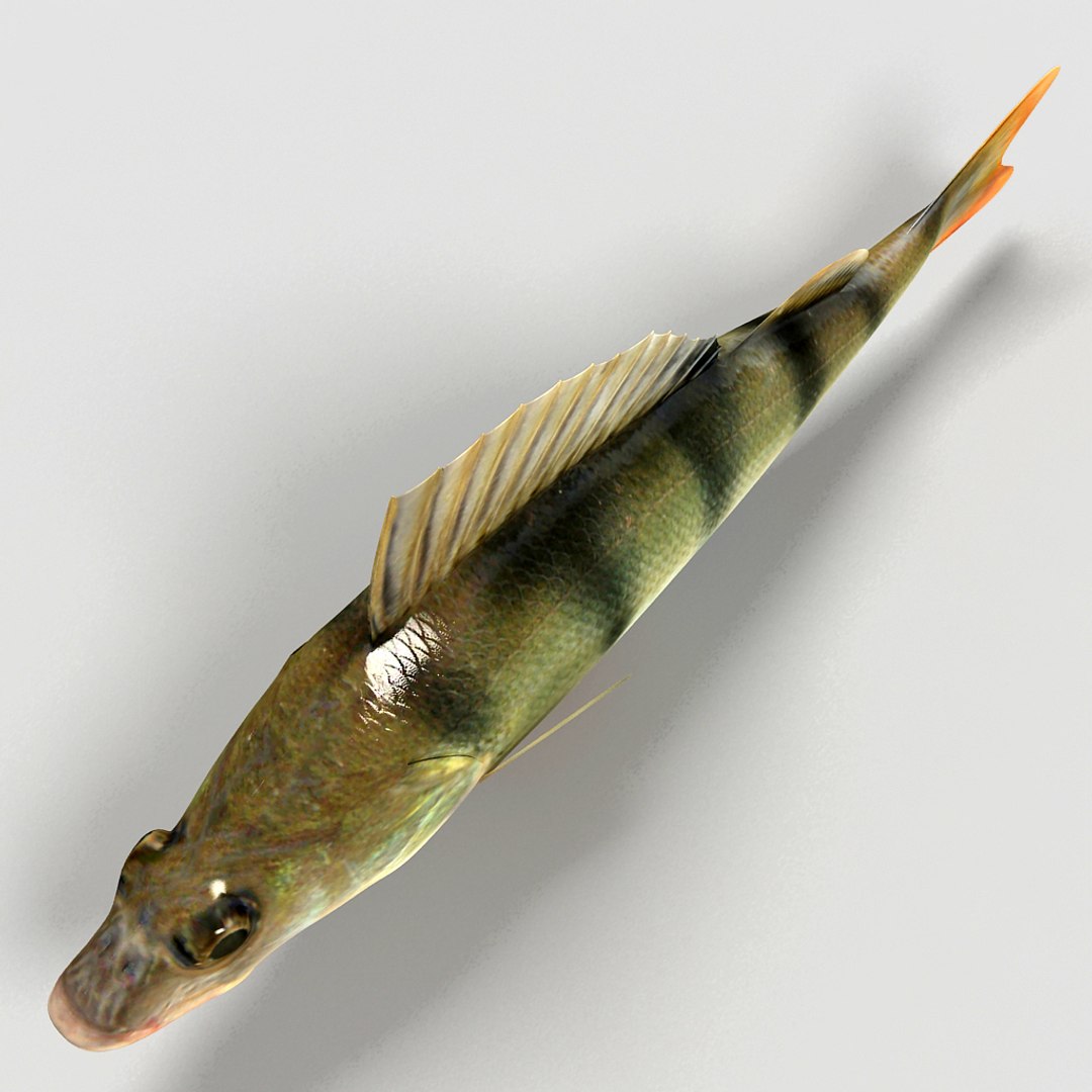 Perch Fish 3d Model