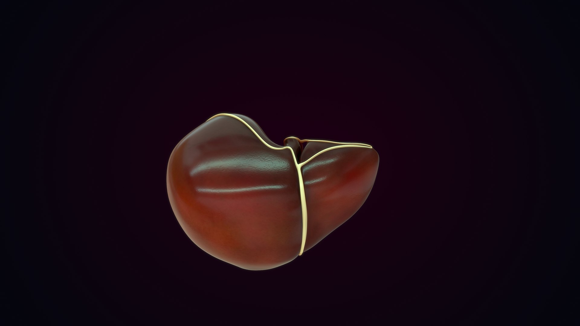 Human Natural Body With Liver 3D Model - TurboSquid 1936685