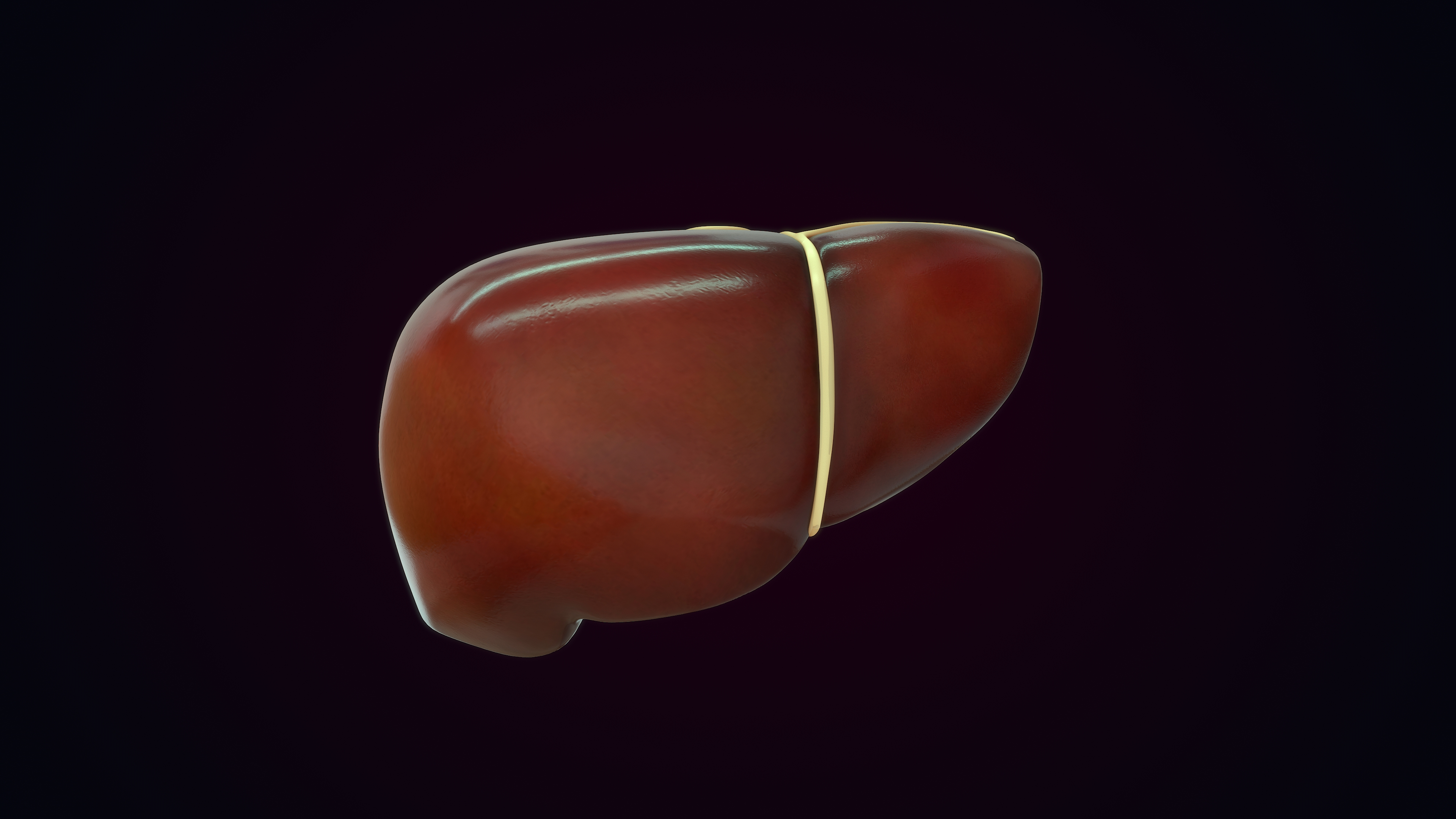Human Natural Body With Liver 3D model - TurboSquid 1936685
