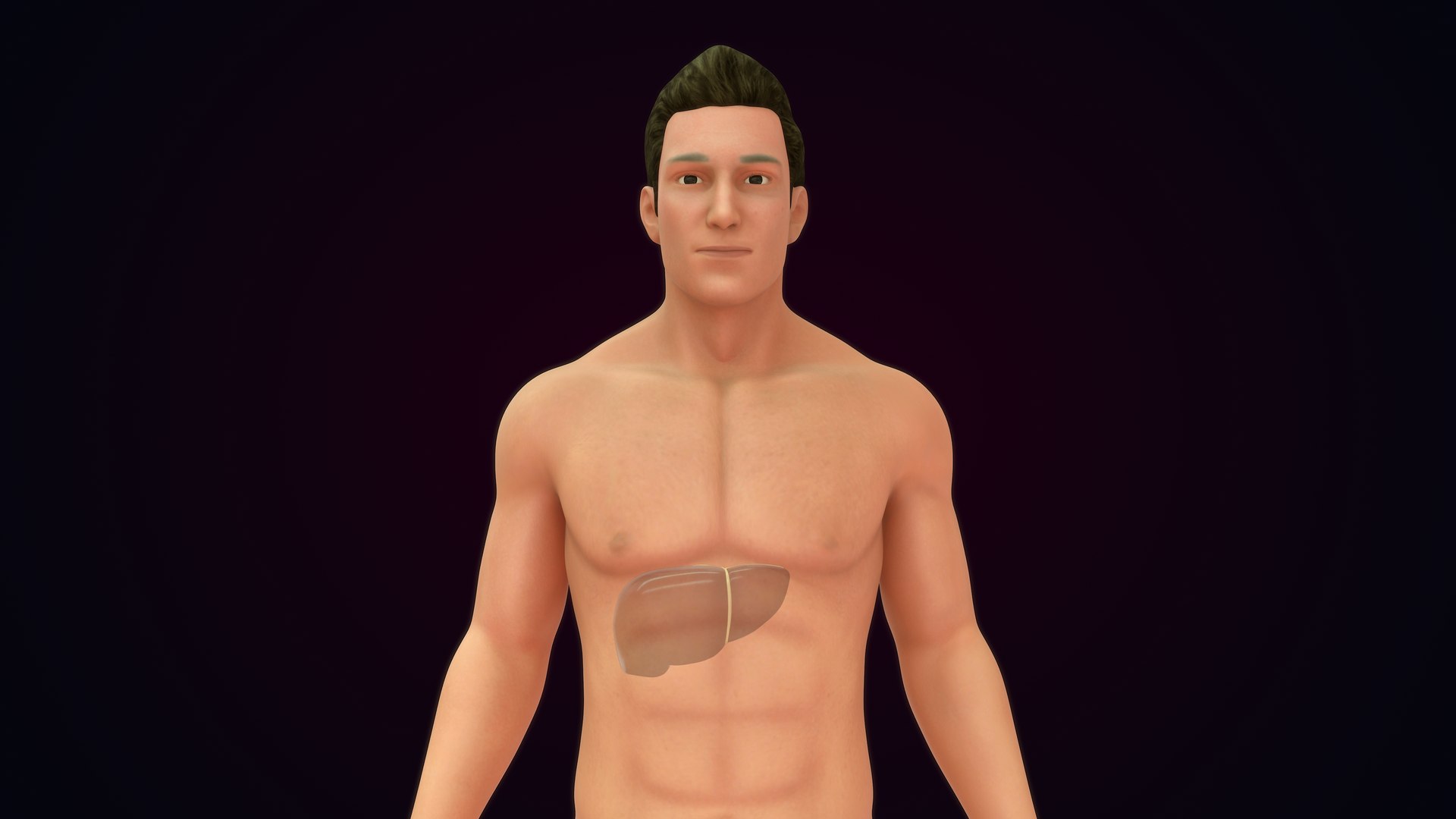 Human Natural Body With Liver 3D Model - TurboSquid 1936685