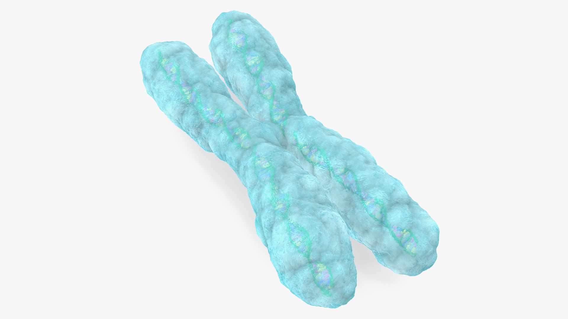 Human X Chromosome 3D Model - TurboSquid 2061418