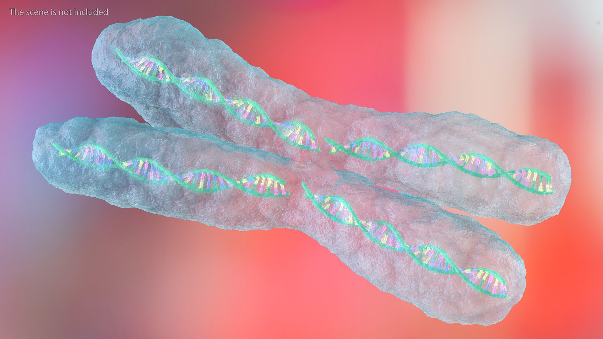 Human X Chromosome 3D Model - TurboSquid 2061418