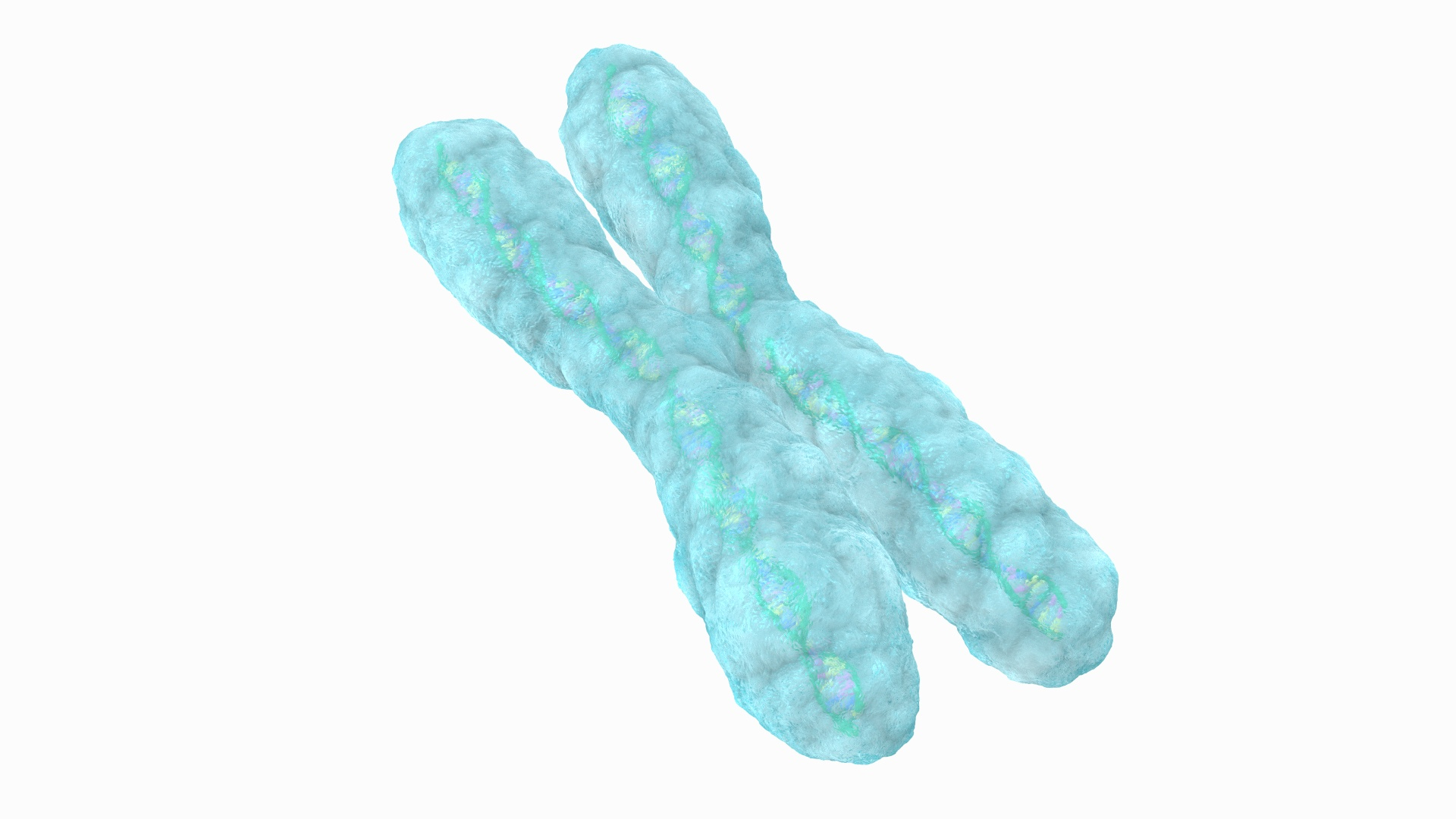 Human X Chromosome 3D Model - TurboSquid 2061418