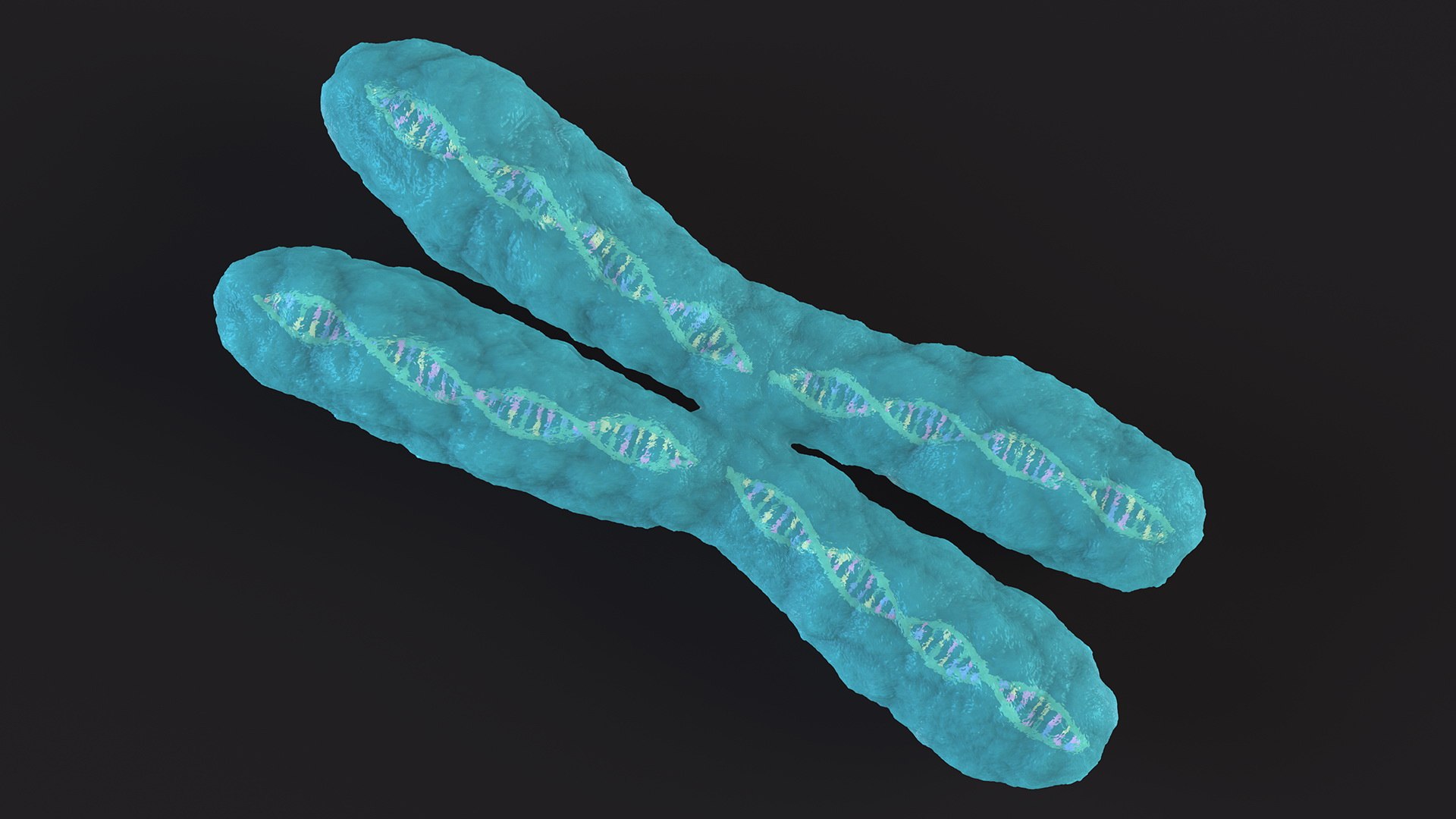 Human X Chromosome 3D Model - TurboSquid 2061418