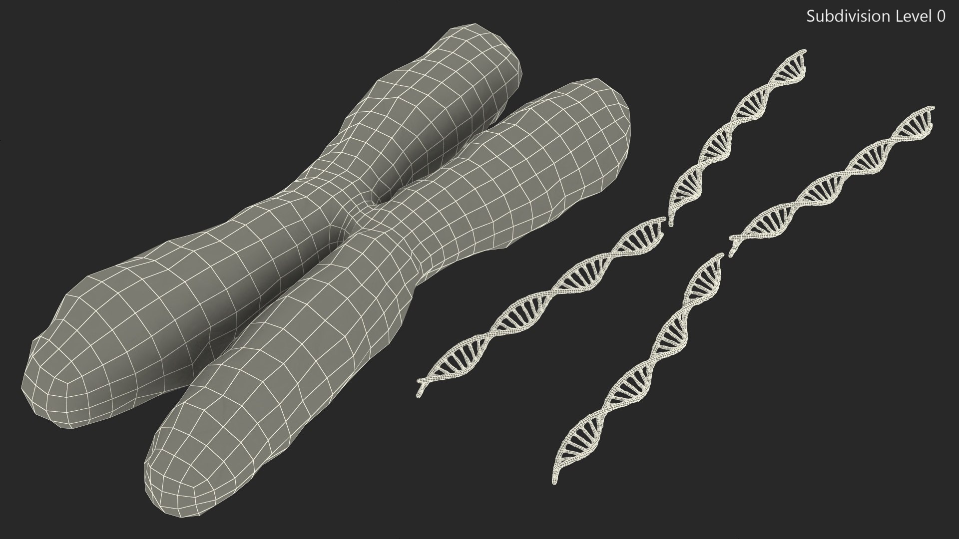 Human X Chromosome 3D Model - TurboSquid 2061418