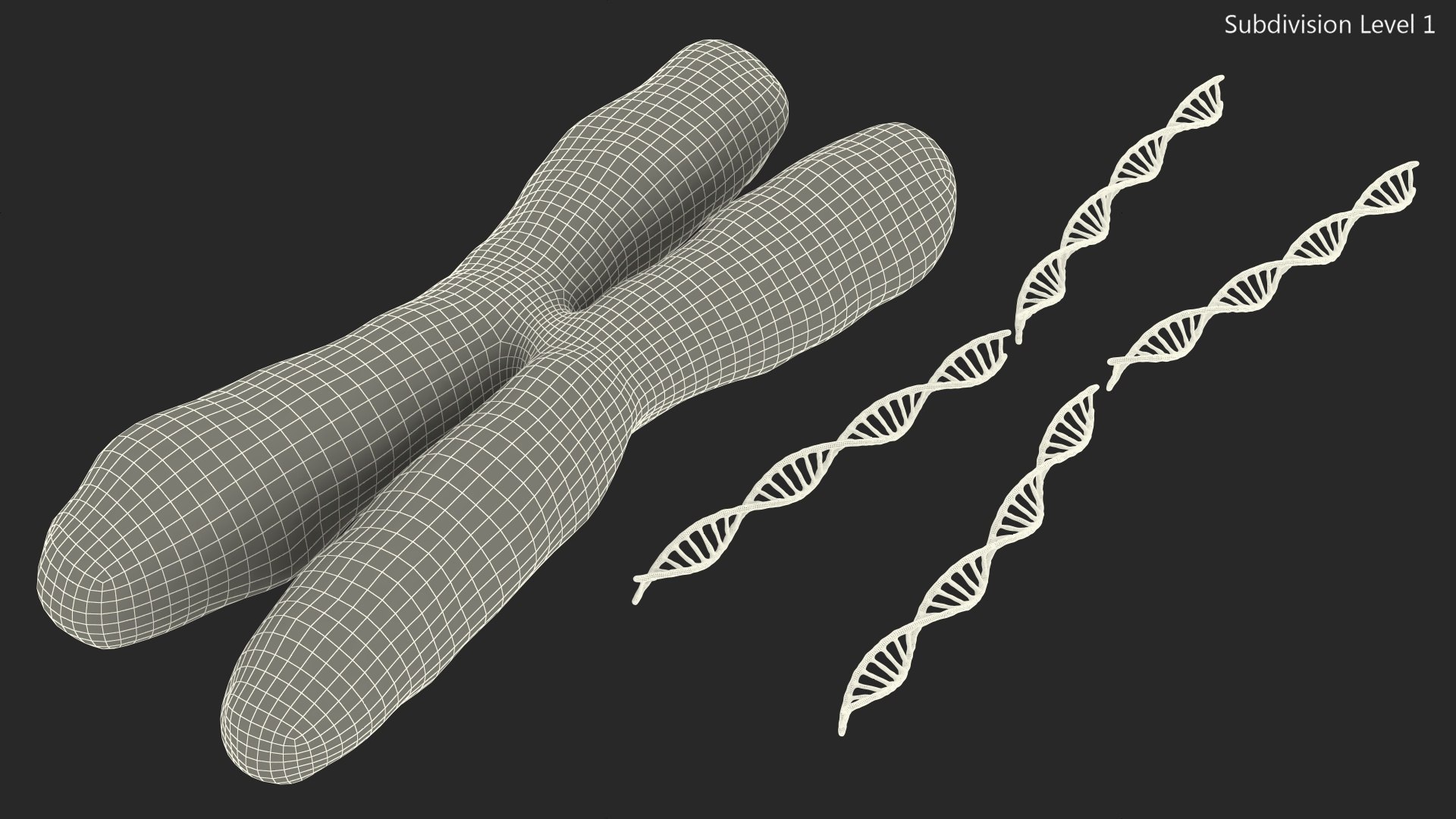Human X Chromosome 3D Model - TurboSquid 2061418
