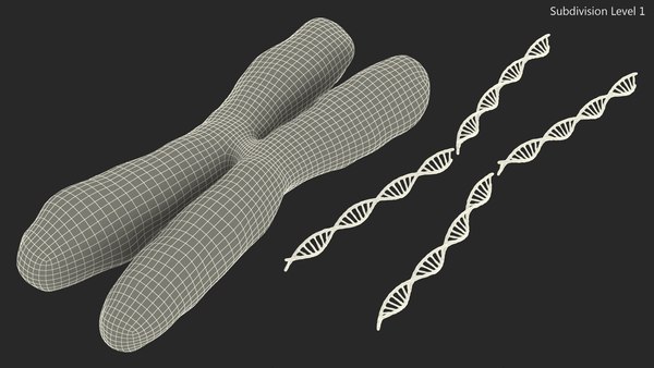 modelo 3d Cromosoma X humano - TurboSquid 2061418