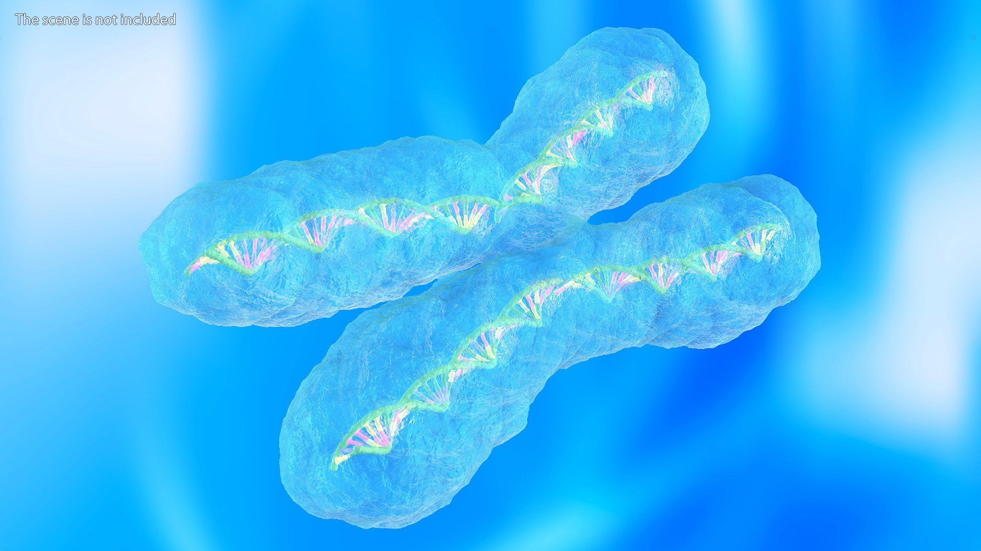 Human X Chromosome 3D Model - TurboSquid 2061418