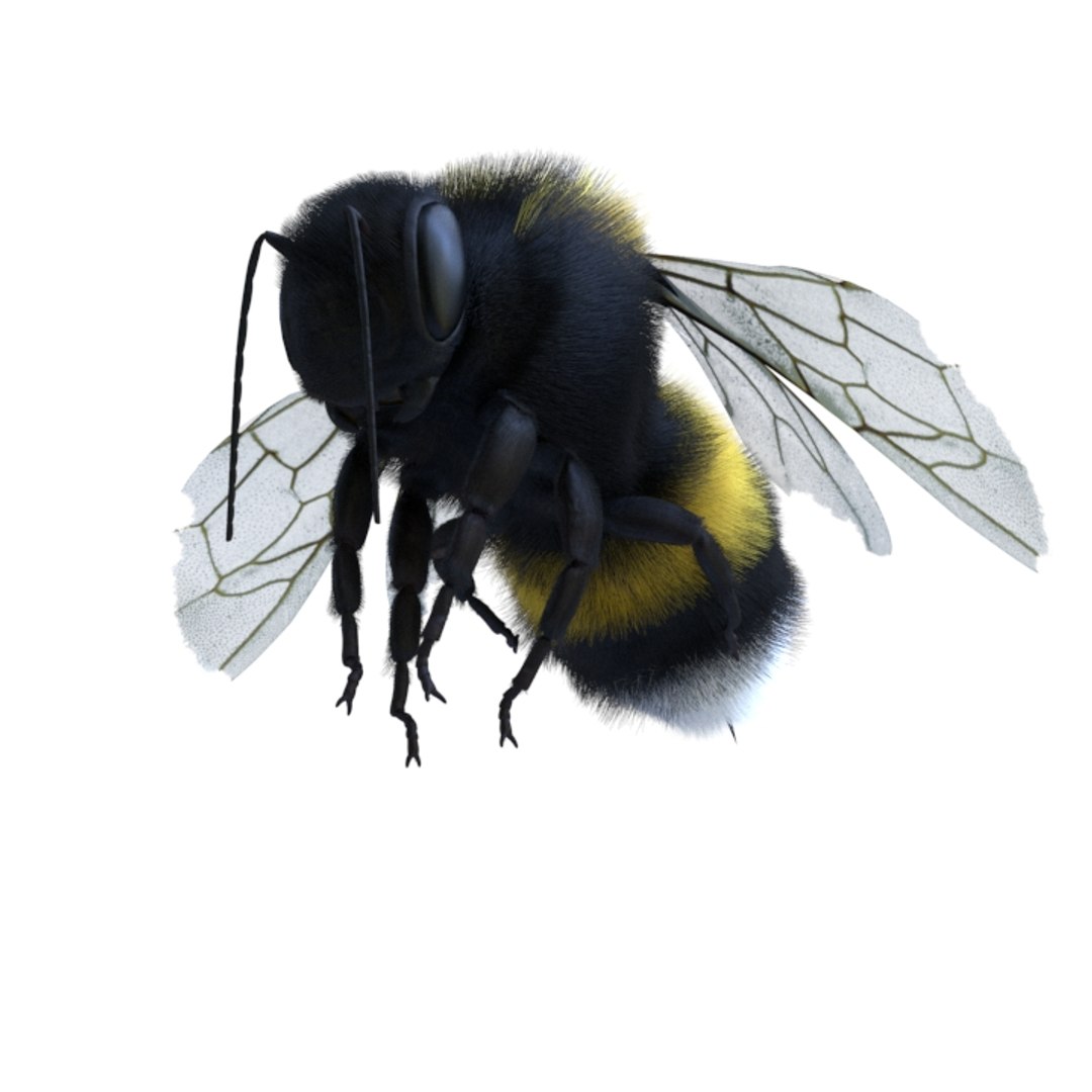 3D Bee Bumblebee - TurboSquid 1449952