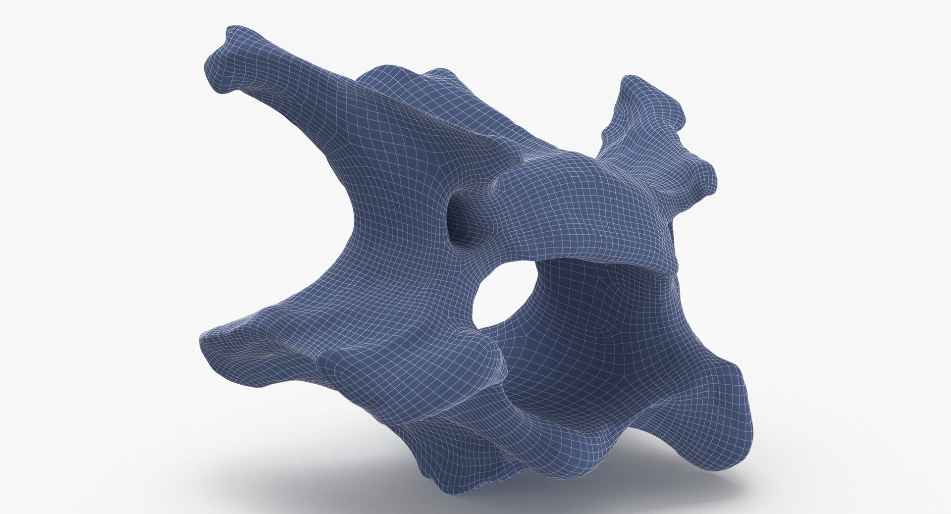 3D Model Domestic Cat Cervical Vertebrae C3 - TurboSquid 1942054