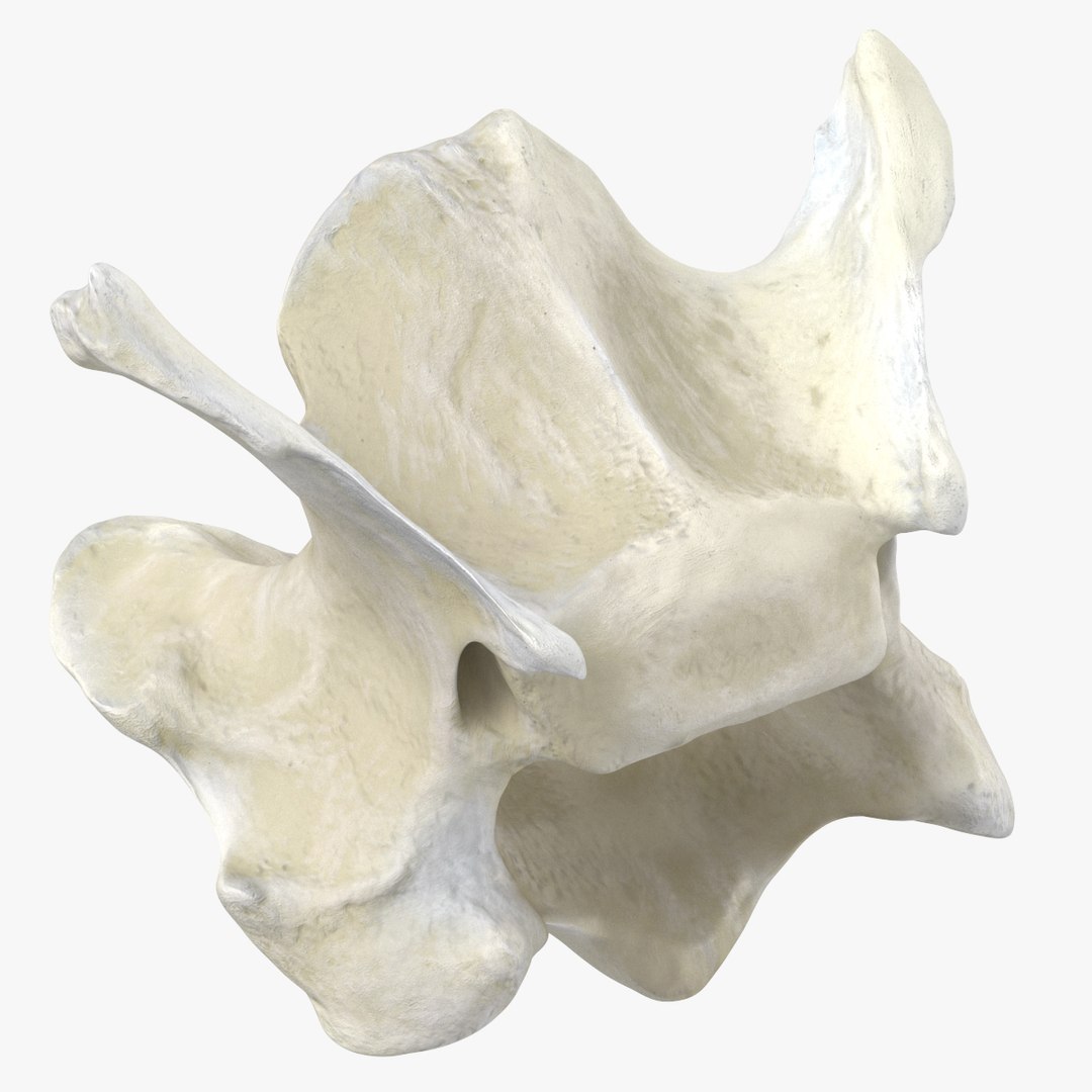 3D model Domestic Cat Cervical Vertebrae C3 - TurboSquid 1942054