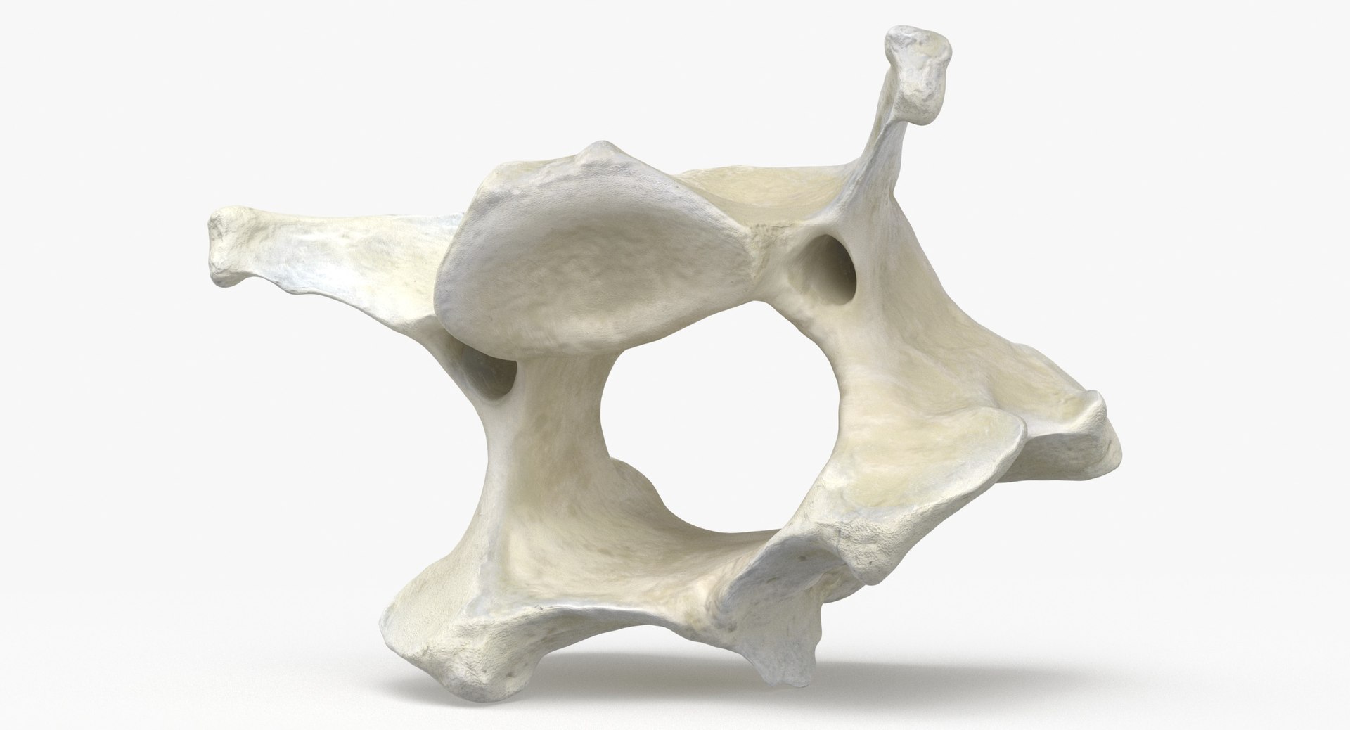 3D Model Domestic Cat Cervical Vertebrae C3 - TurboSquid 1942054