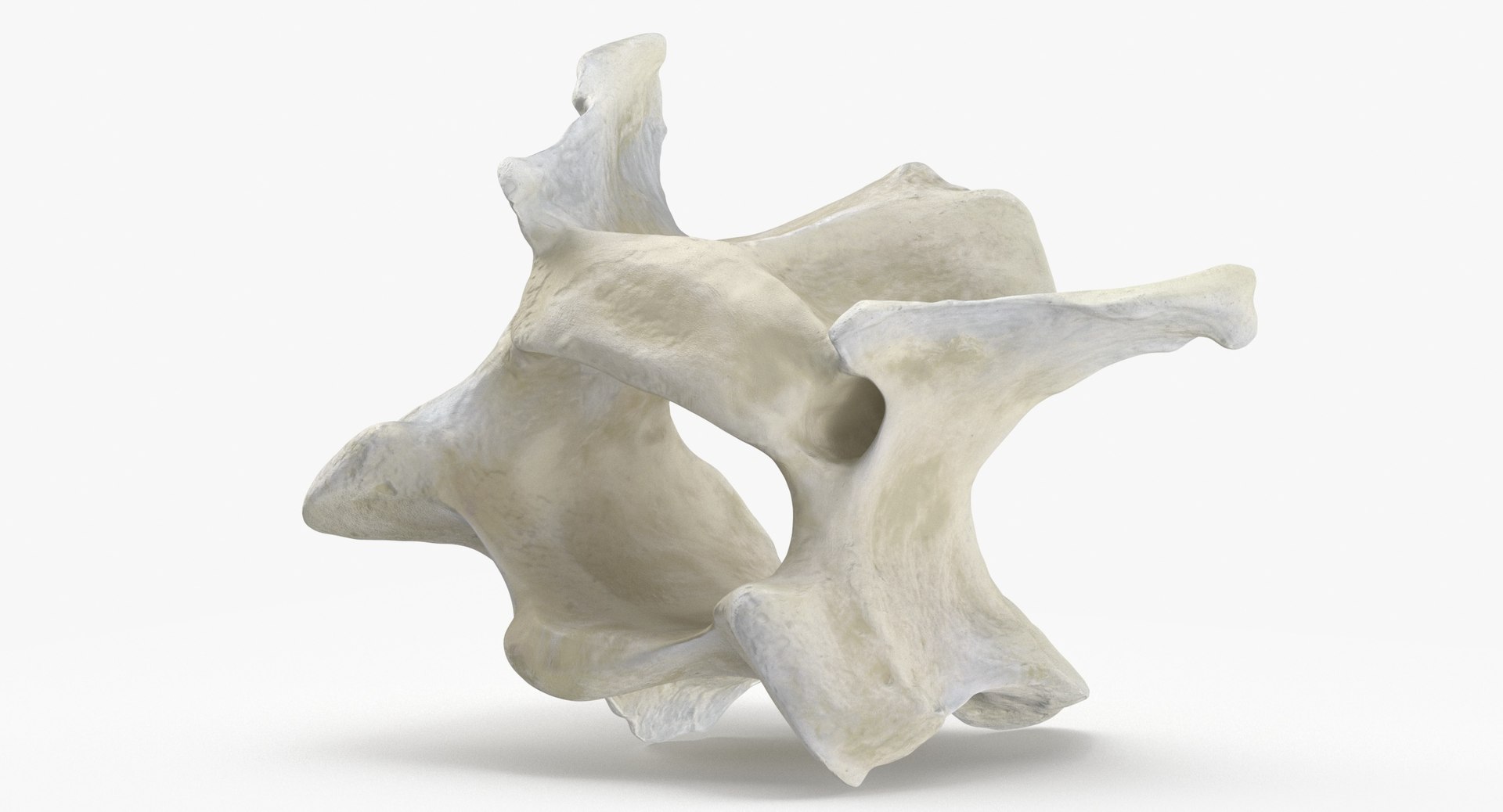 3D Model Domestic Cat Cervical Vertebrae C3 - TurboSquid 1942054