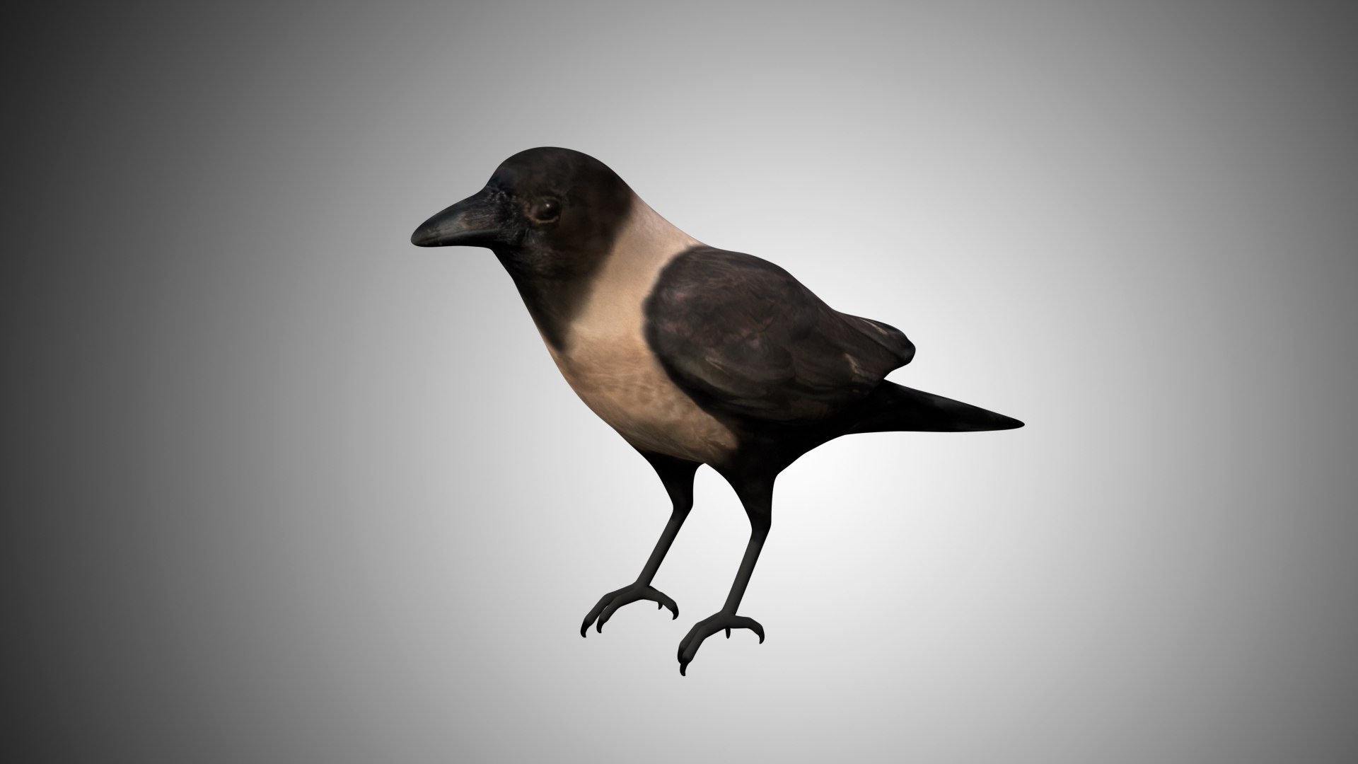 Crow City Rigged 3D Model - TurboSquid 1608168