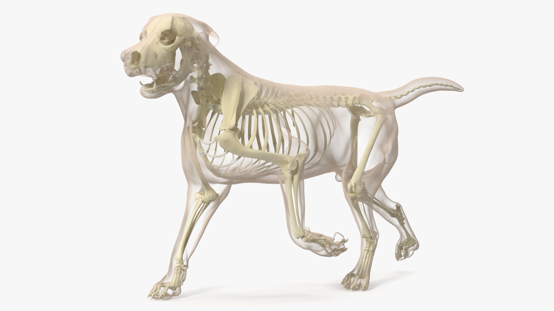dog skeleton drawing reference