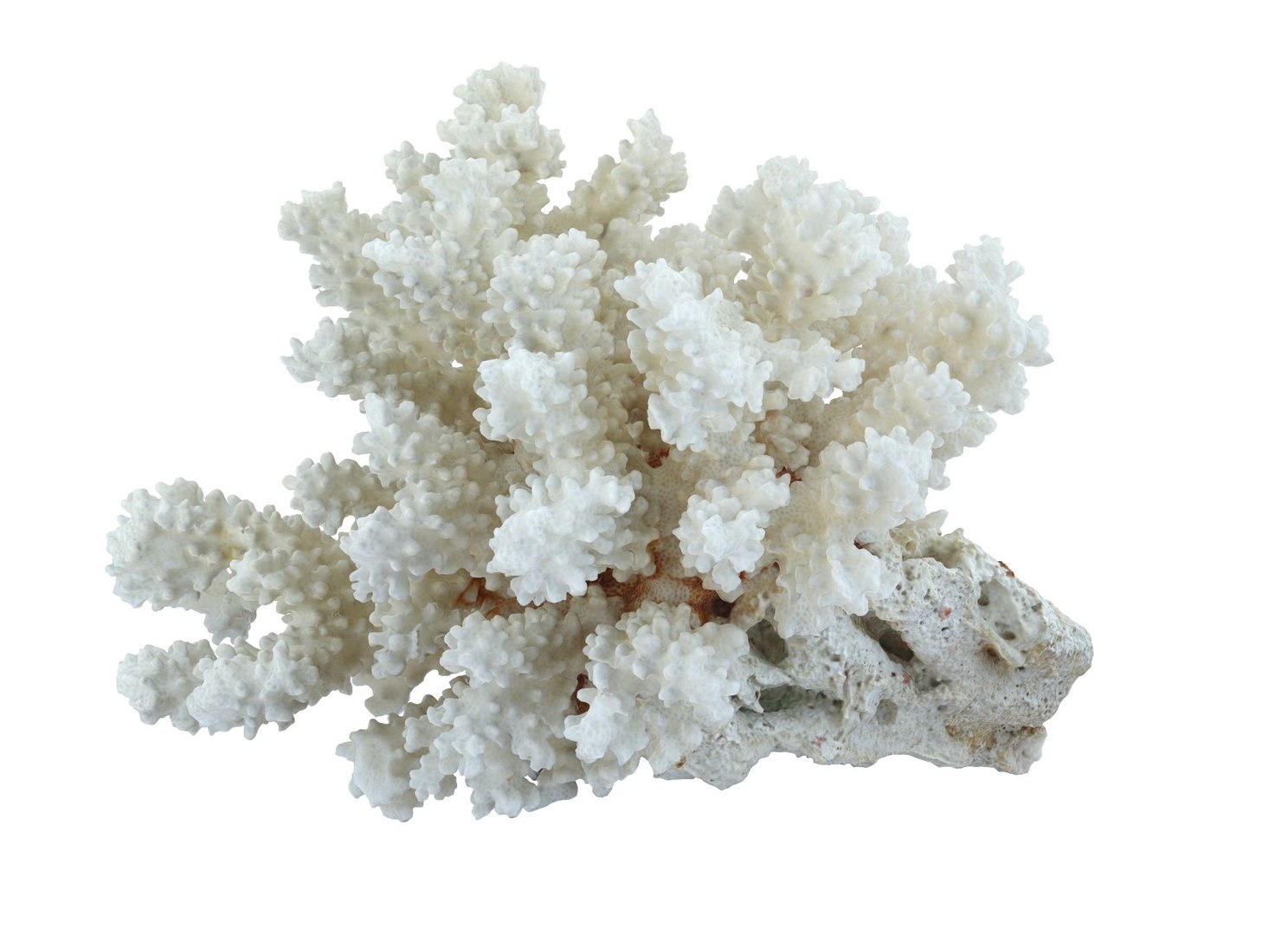 Coral sea model - TurboSquid 1975063
