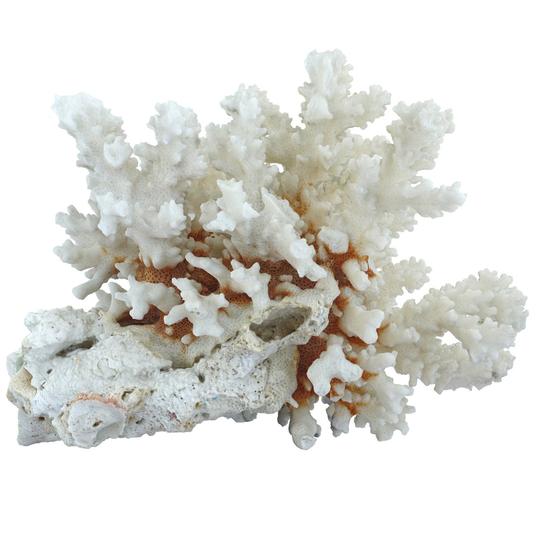 Coral sea model - TurboSquid 1975063