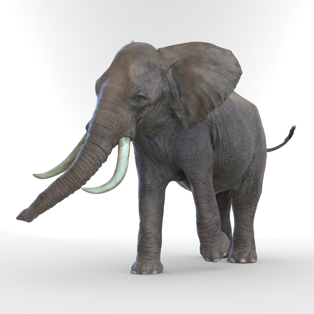 elephant rigged 3d model