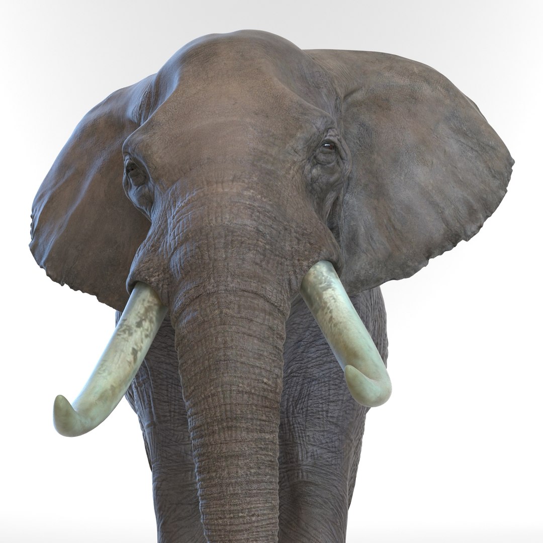 elephant rigged 3d model