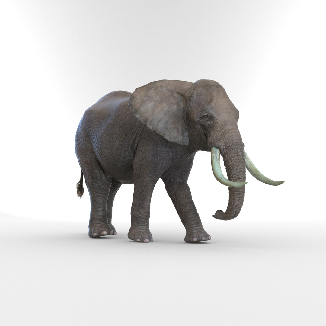 elephant rigged 3d model