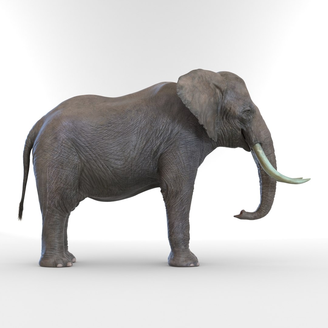 elephant rigged 3d model