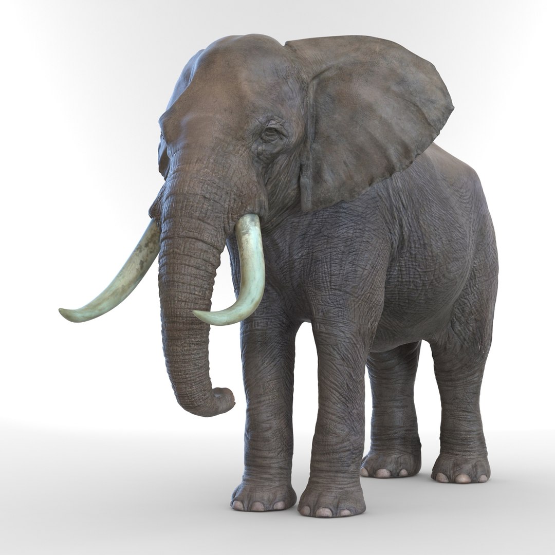 elephant rigged 3d model