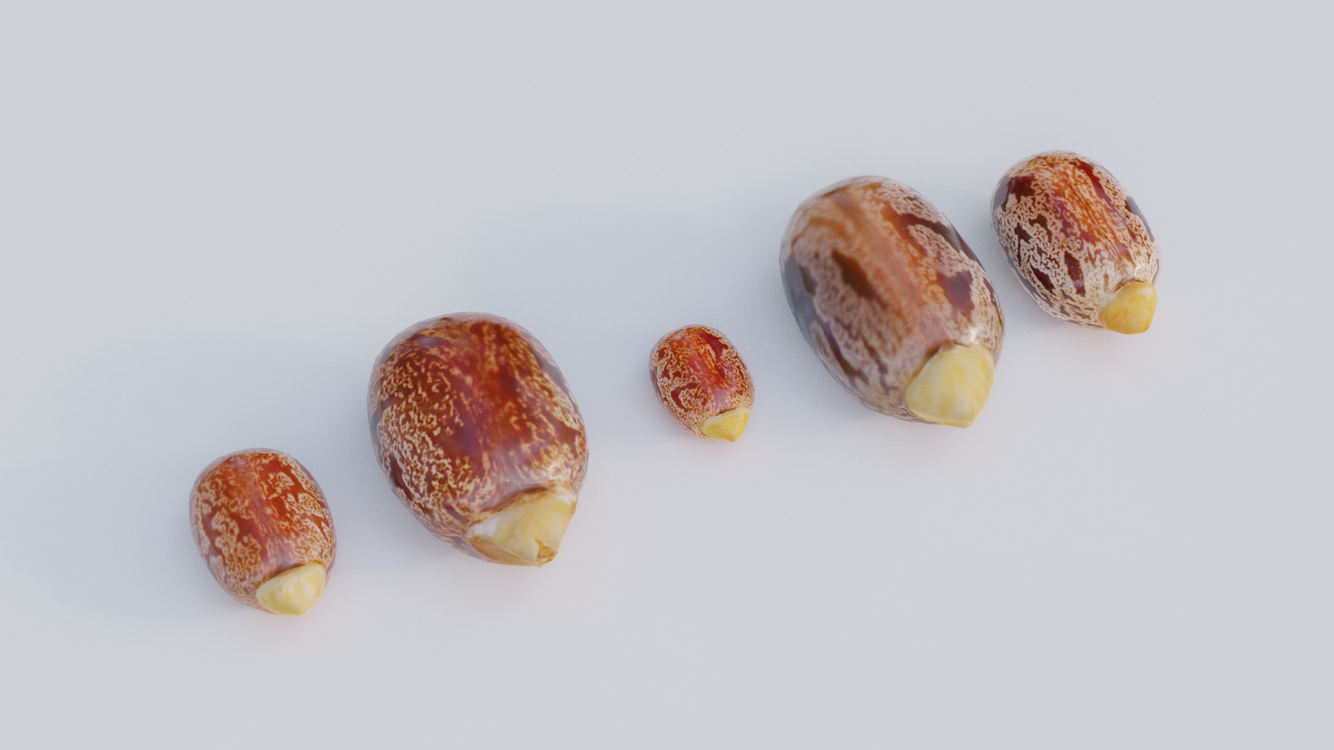 3D Caster Seeds Model - TurboSquid 2221639