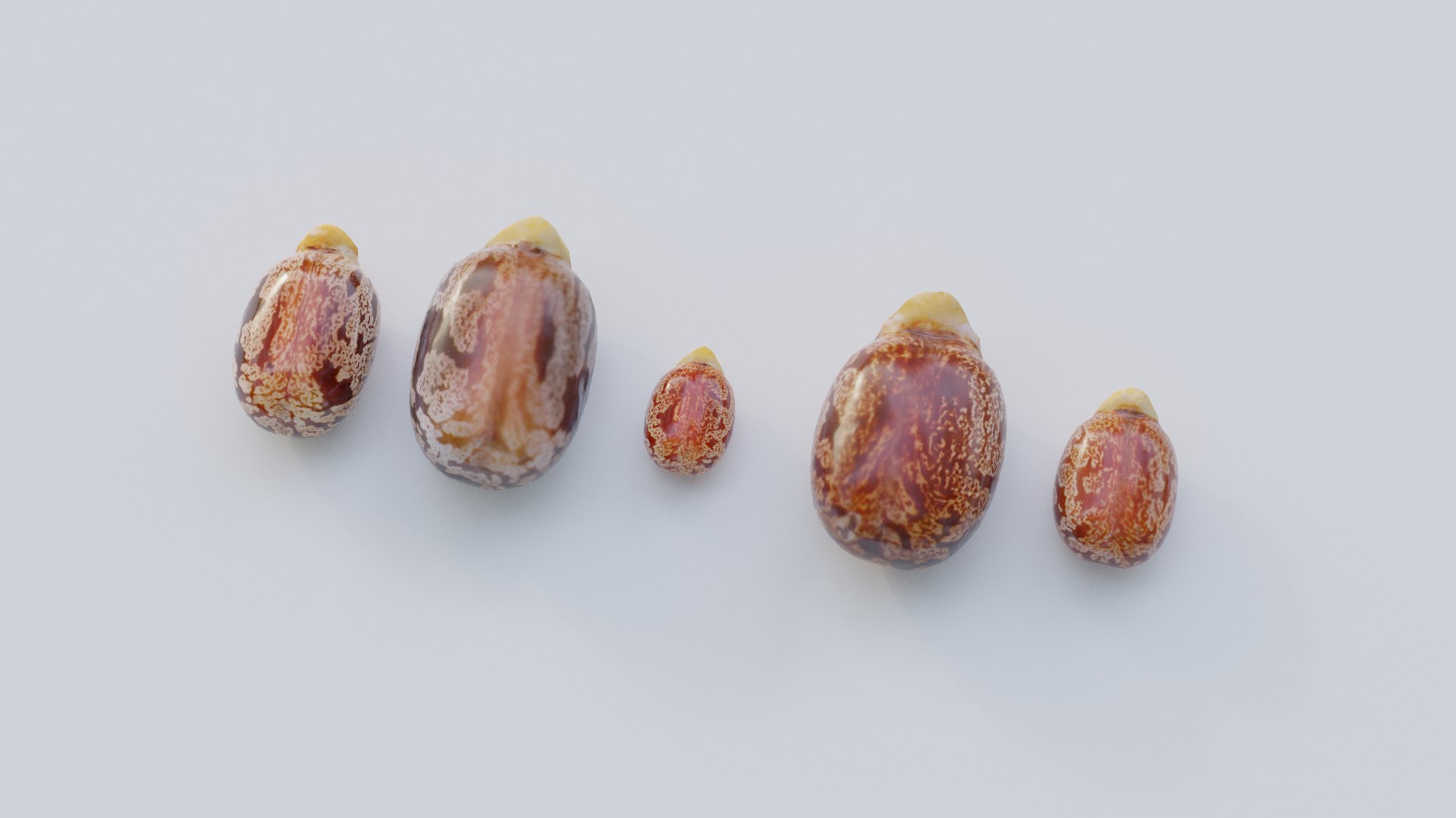 3D Caster Seeds Model - TurboSquid 2221639