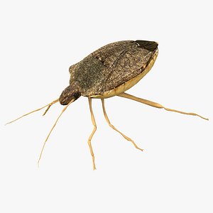 Stink Bug 3D Models for Download | TurboSquid