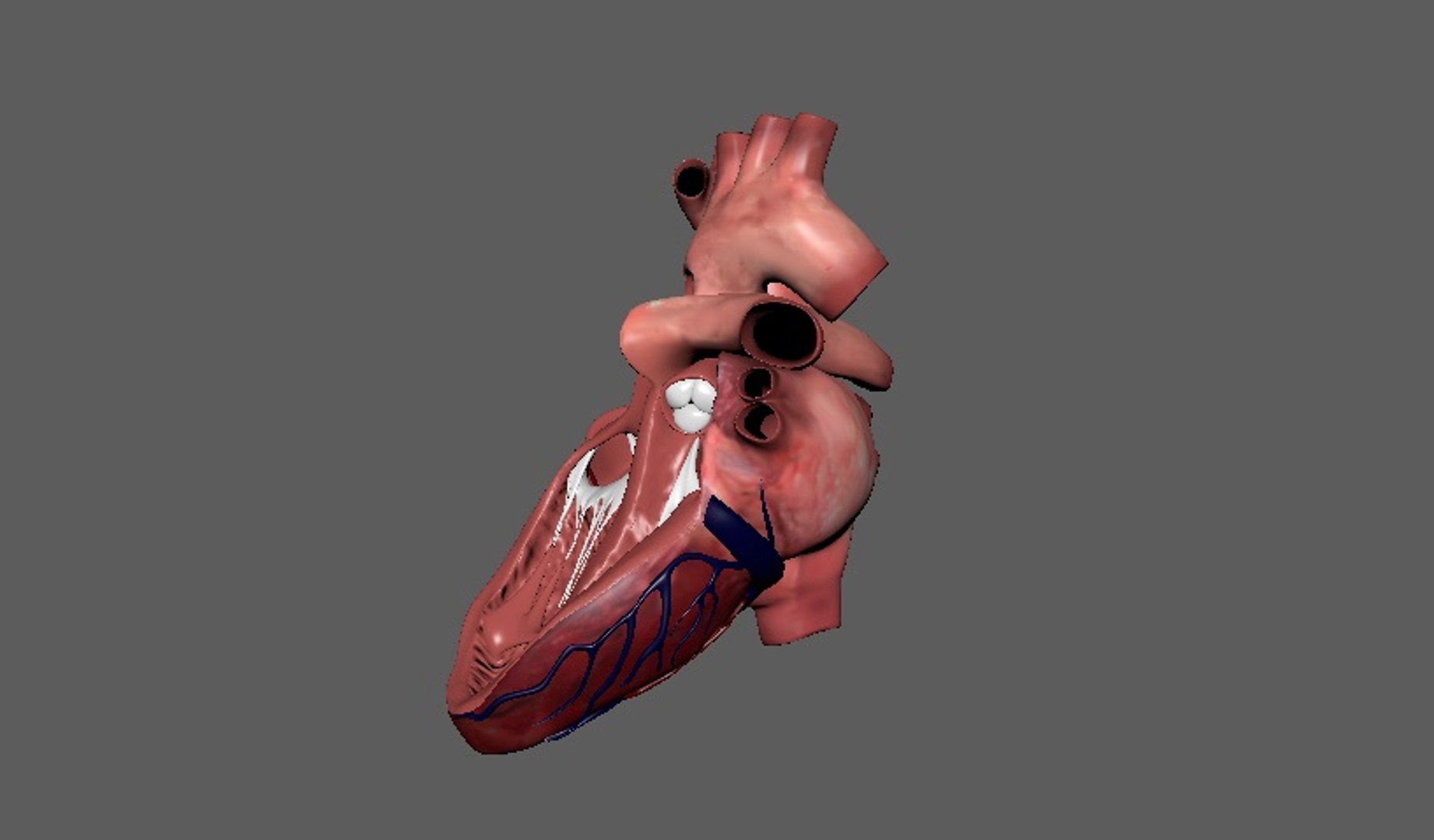 Heart Anatomy 3D Model - TurboSquid 1230251