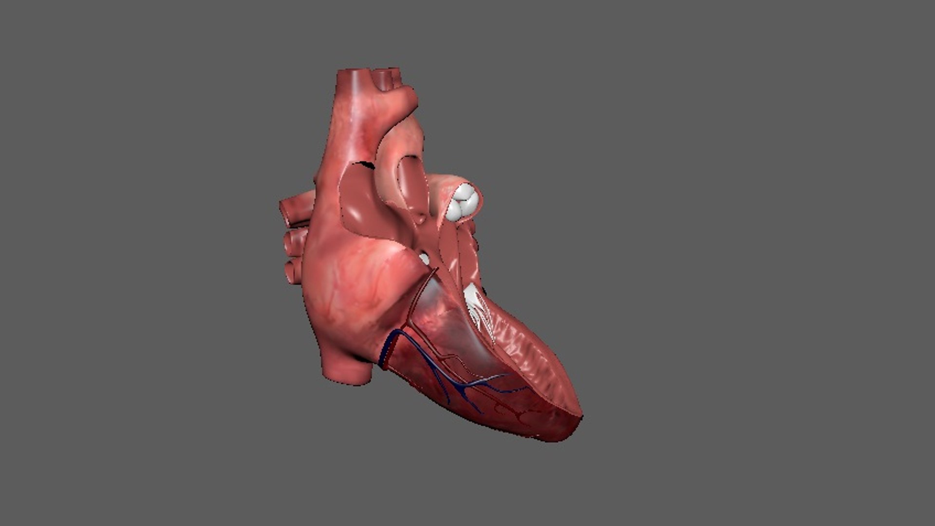 Heart Anatomy 3D Model - TurboSquid 1230251
