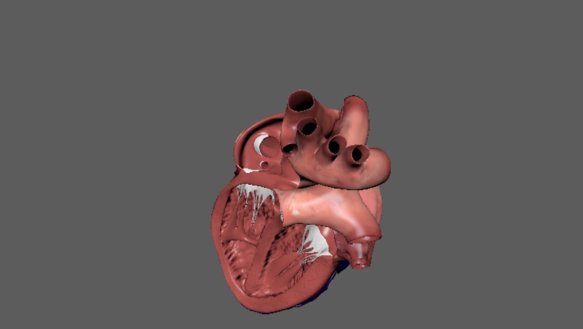 Heart Anatomy 3D Model - TurboSquid 1230251