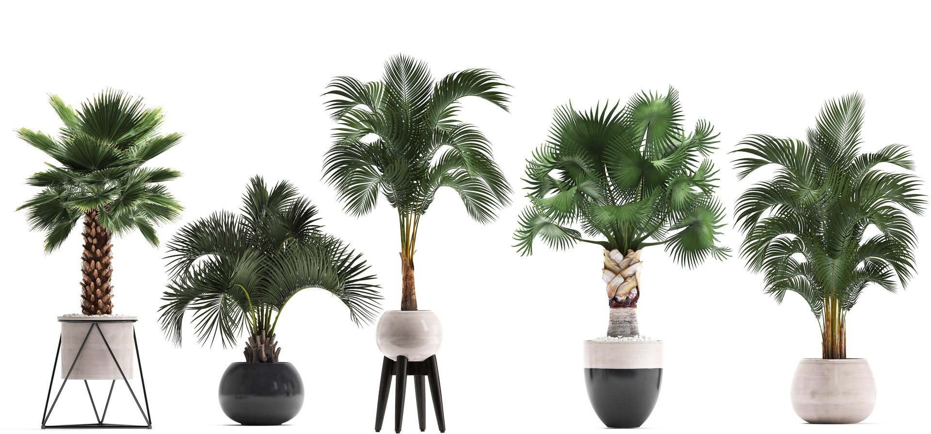 Decorative Palm Trees Model - TurboSquid 1376234