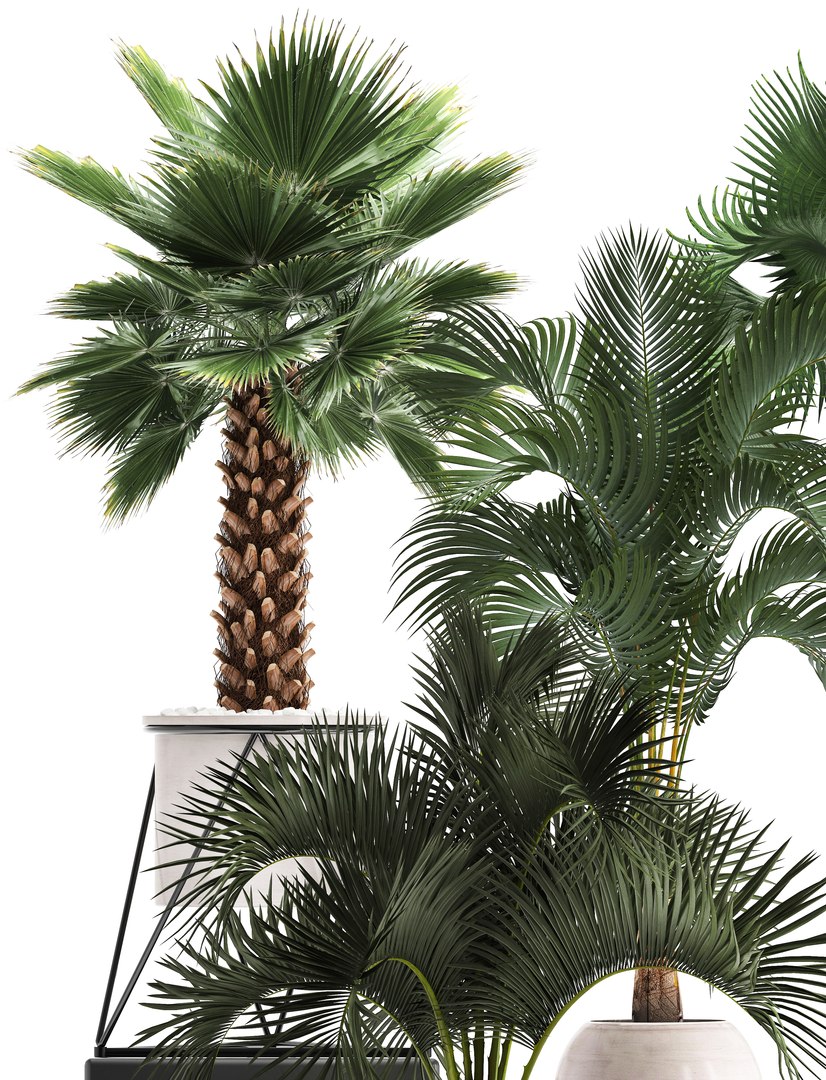 Decorative Palm Trees Model - TurboSquid 1376234