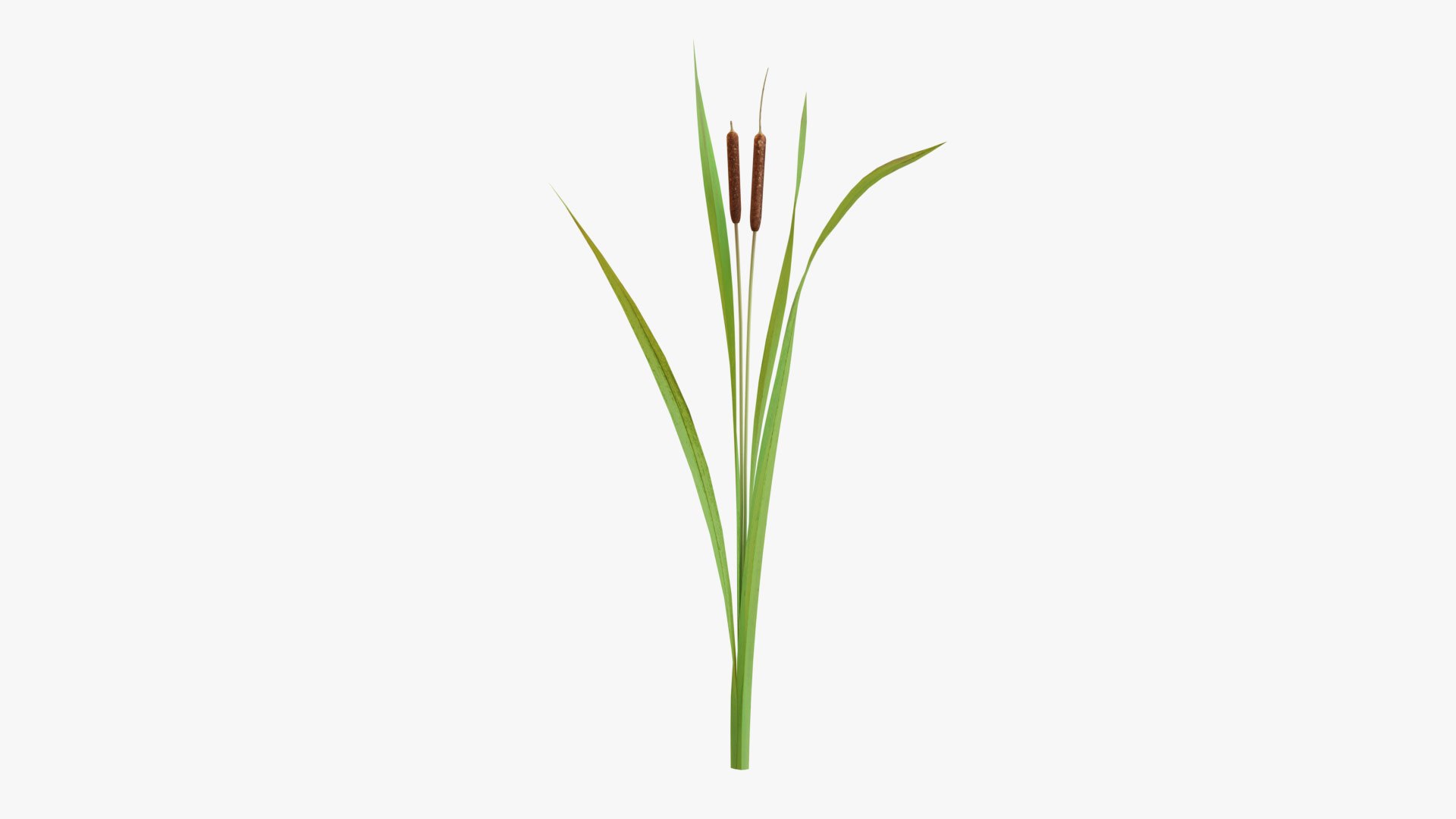 Reed Cattail Bulrush 3D Model - TurboSquid 2306445