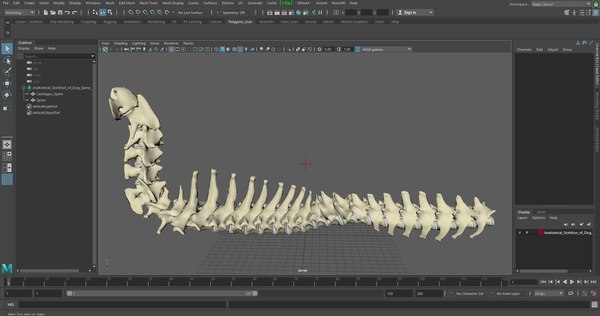 modelo 3d Esqueleto anatómico de la columna vertebral del perro ...