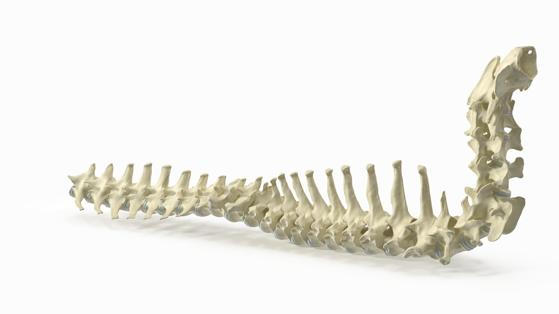 Anatomical Skeleton Of Dog Spine 3D Model - TurboSquid 2402992