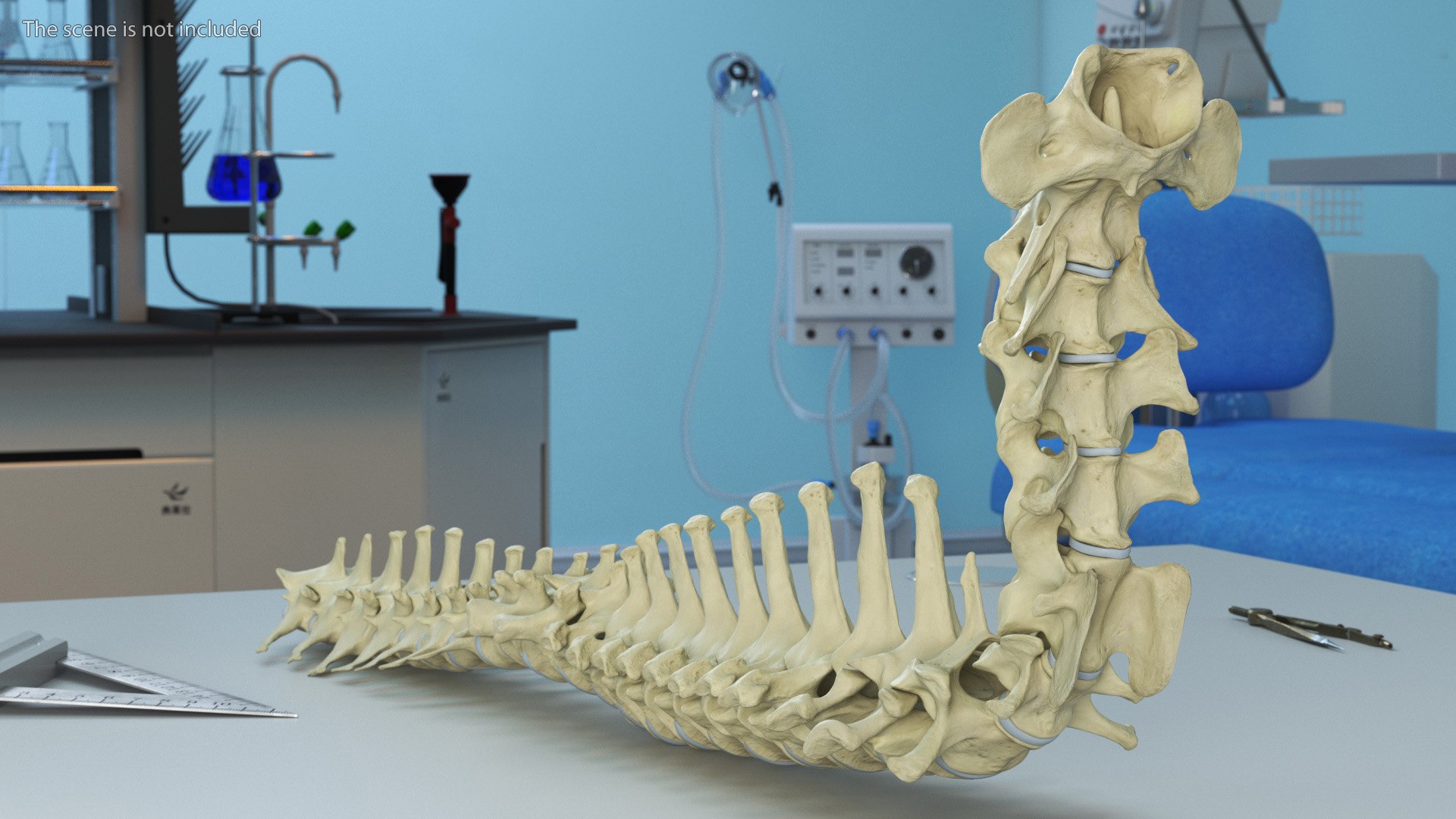 Anatomical Skeleton Of Dog Spine 3D Model - TurboSquid 2402992