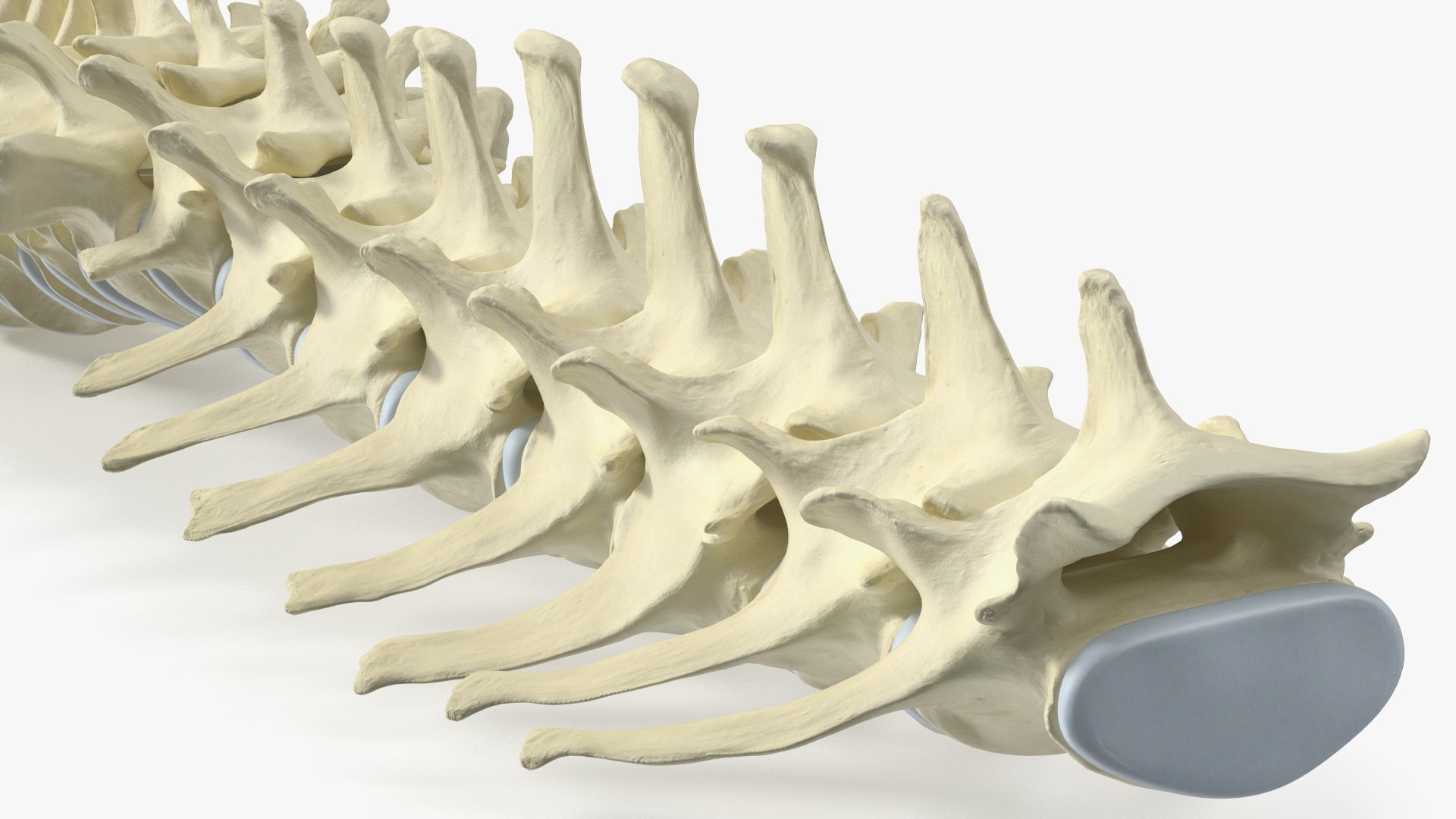 Anatomical Skeleton Of Dog Spine 3D Model - TurboSquid 2402992