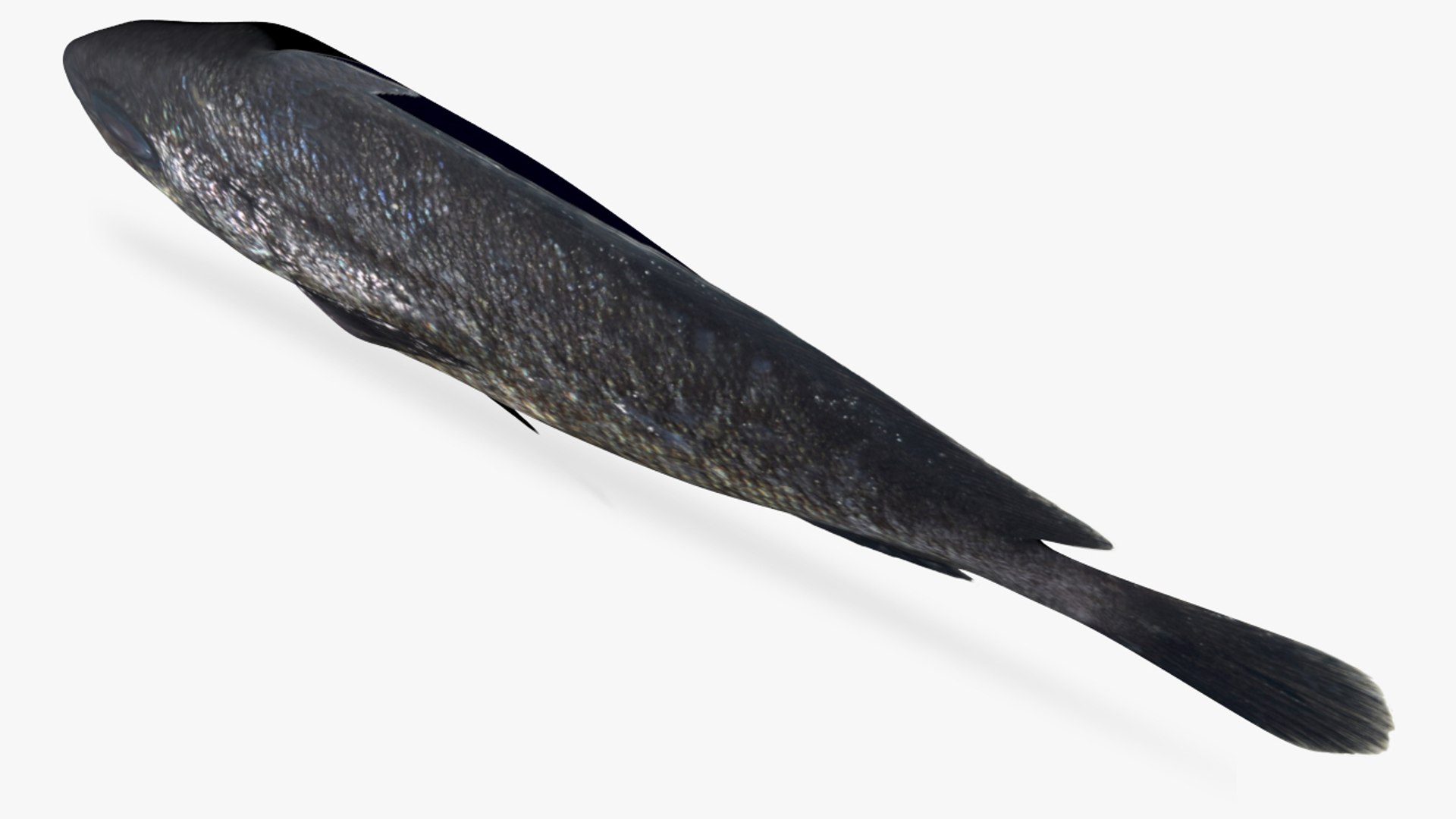 Rock croaker 3D model - TurboSquid 1368420