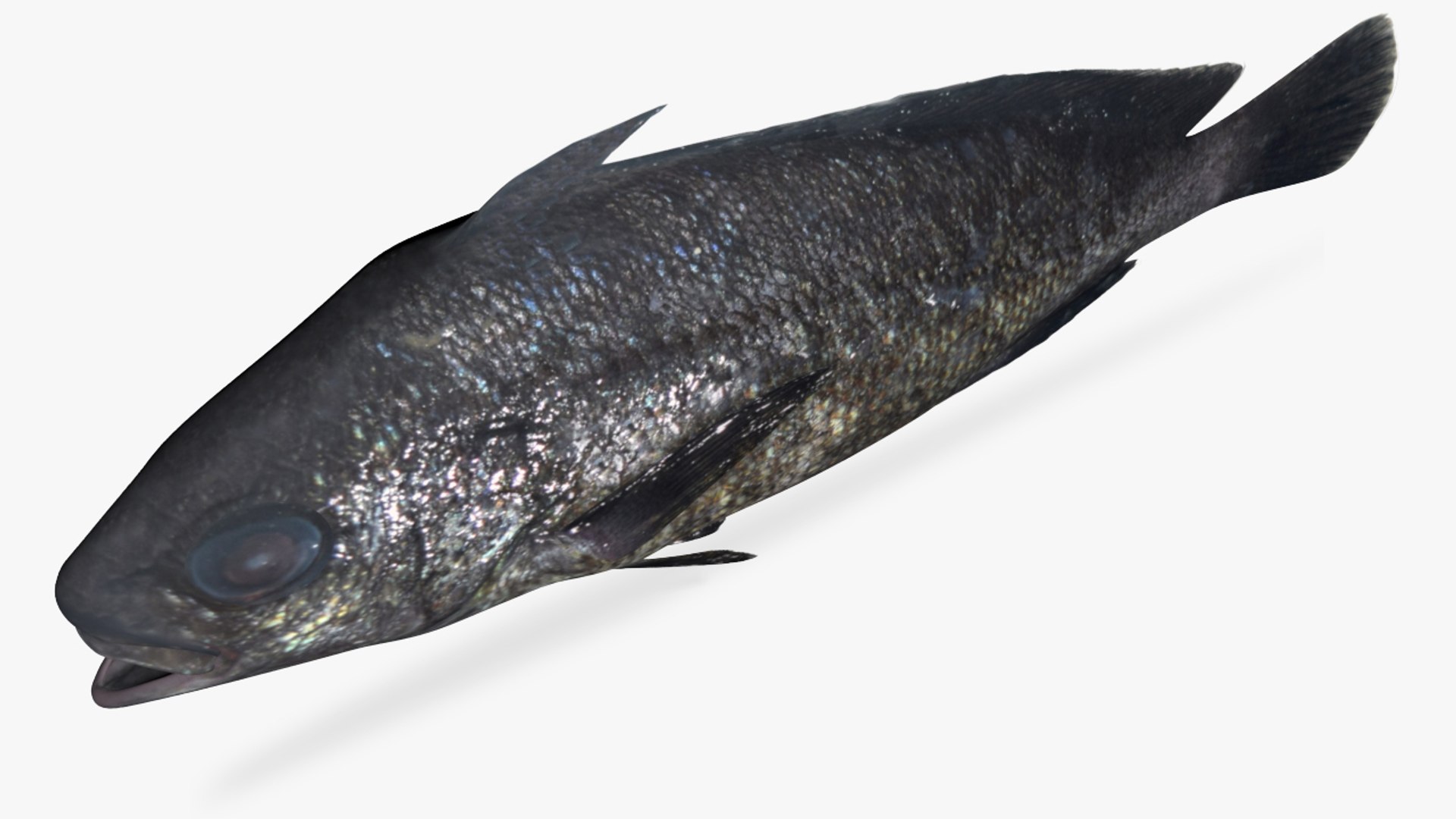 Rock croaker 3D model - TurboSquid 1368420