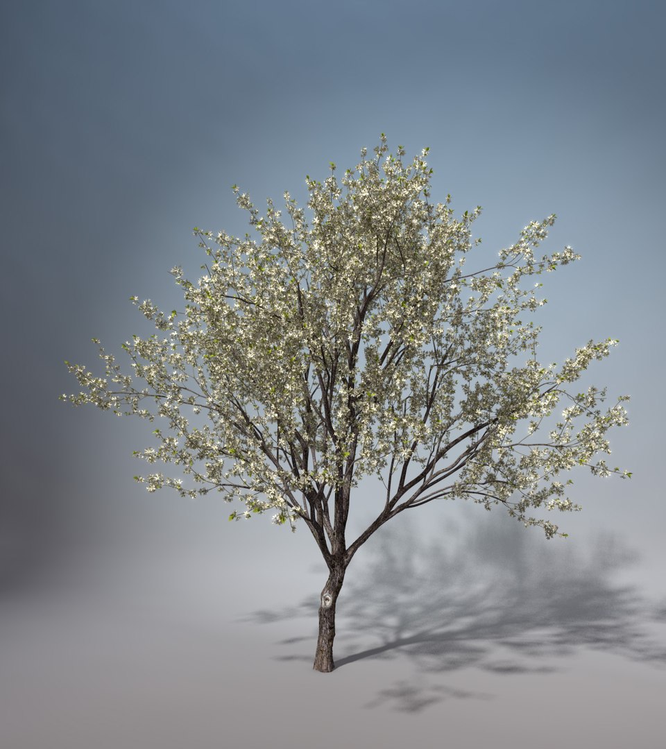 3d Tree Sweet Seduction