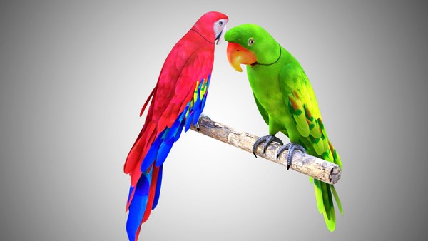 modelo 3d Loro rojo Loro verde aparejado Low Poly - TurboSquid 1583323