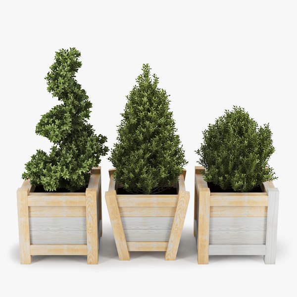 max bush plant