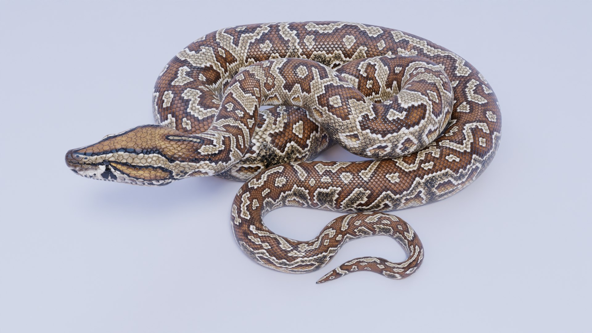 Southern African Rock Python 3D Mesh 3D Model - TurboSquid 1880493