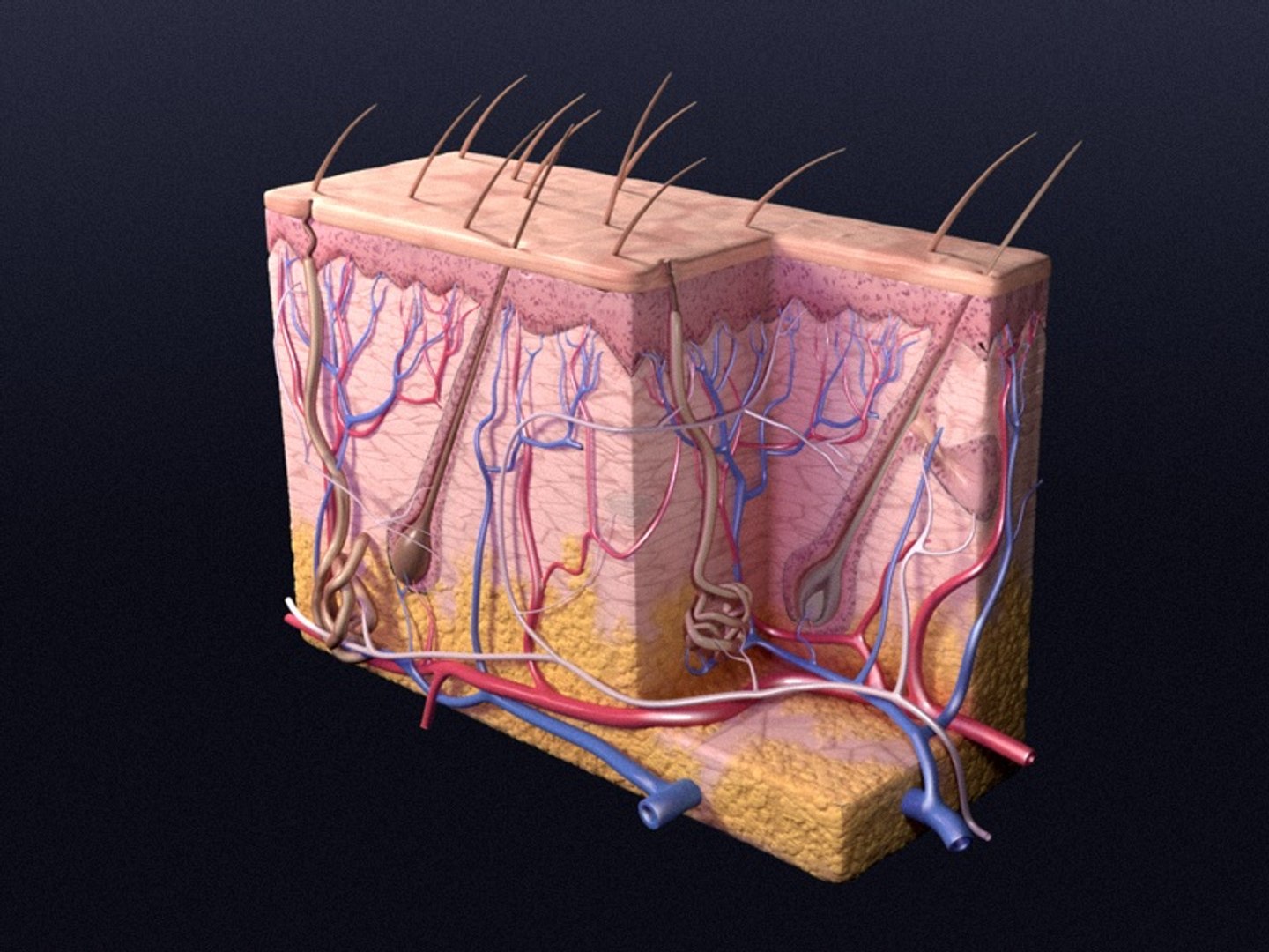 Cutaneous Receptors Skin 3d Model