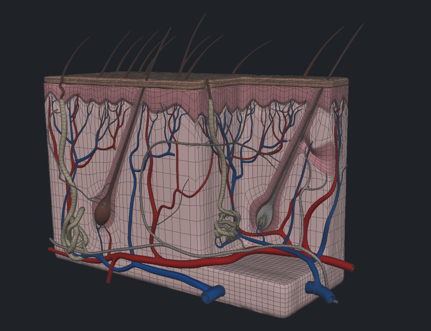 Cutaneous Receptors Skin 3d Model