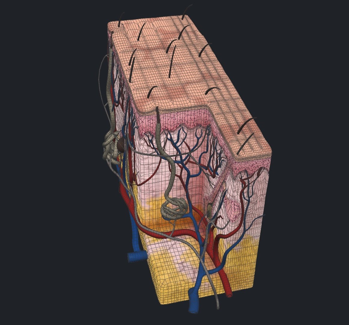 Cutaneous Receptors Skin 3d Model