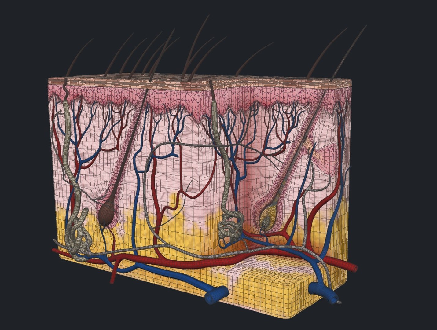 Cutaneous Receptors Skin 3d Model