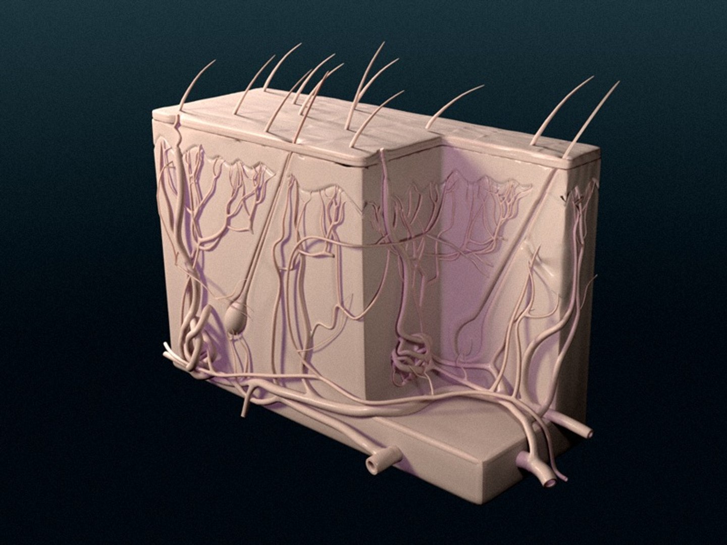 Cutaneous Receptors Skin 3d Model